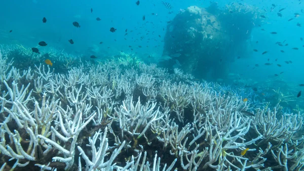 Scientists Warn Of Escalating Global Coral Bleaching Crisis Following ...