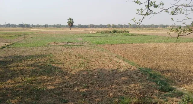 Bihar Agriculture Prioritises Mung Bean Cultivation, Targets Over 4700 ...