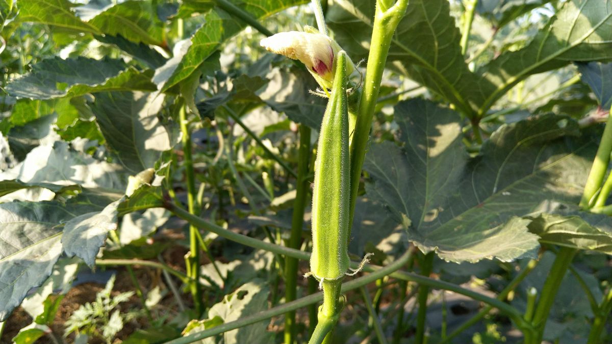Gardening In Summer: 6 Top Vegetables To Plant In Your Kitchen Garden ...