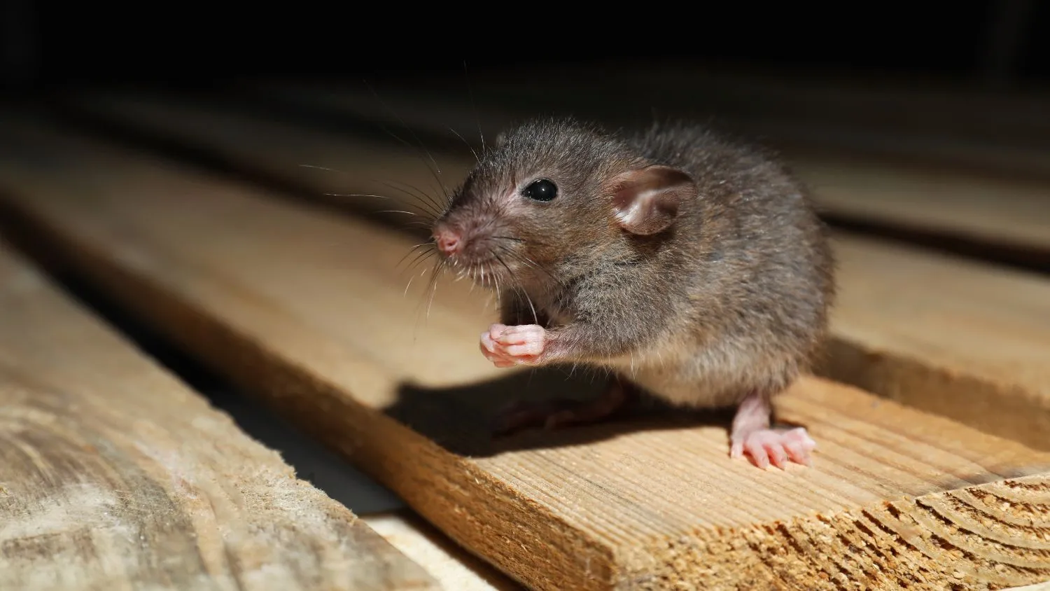 California Hotel Worker Dies From Hantavirus; All You Need To Know ...