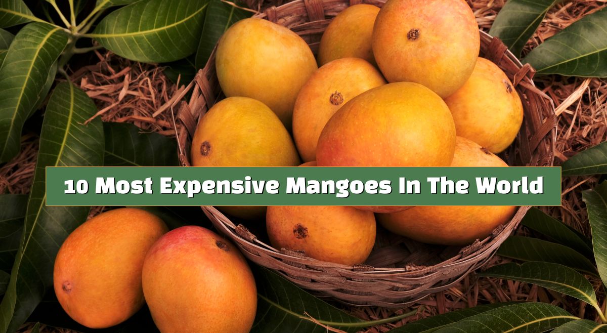 Most Expensive Mangoes In India: This Variety Costs Up To Rs 3 Lakh Per Kg