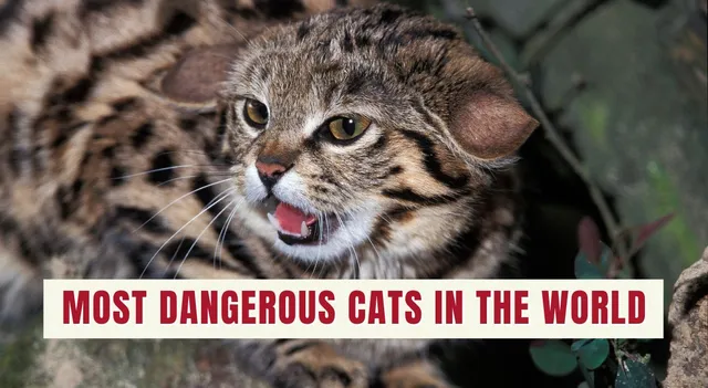 Most Dangerous Cats In The World