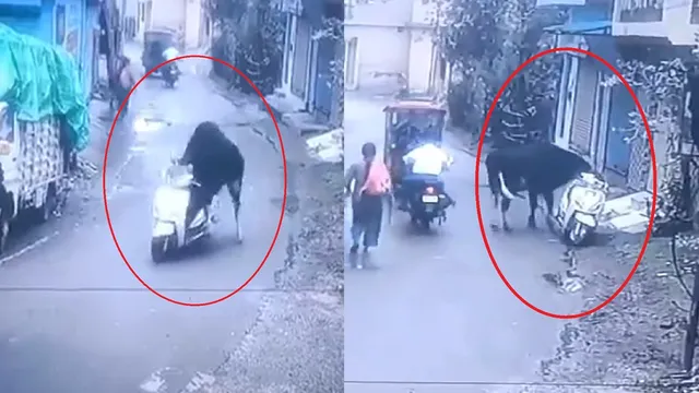 Rishikesh: Streed Bull Acts Like Vehicle Thief, Seen Stealing Scooty ...