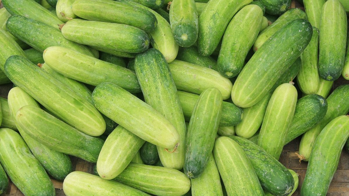 Kheera vs Kakdi: Which Superfood Is Better For Health And Hydration In ...