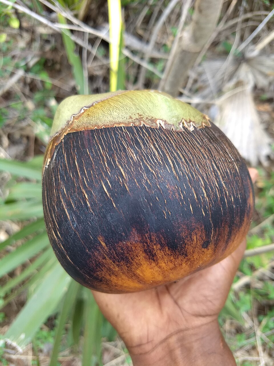 5 Amazing Health Benefits Of Ice Apple To Beat The Heat This Summer