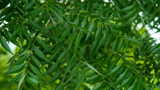 4 Health Benefits Of Consuming Neem Leaves Daily