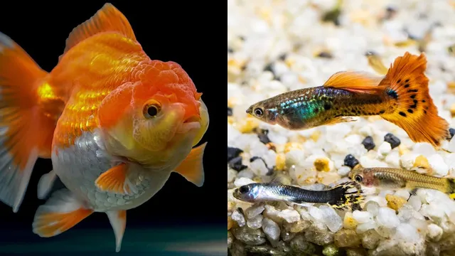 5 Lucky Fish For Your Home Aquarium To Invite Prosperity, Harmony And ...