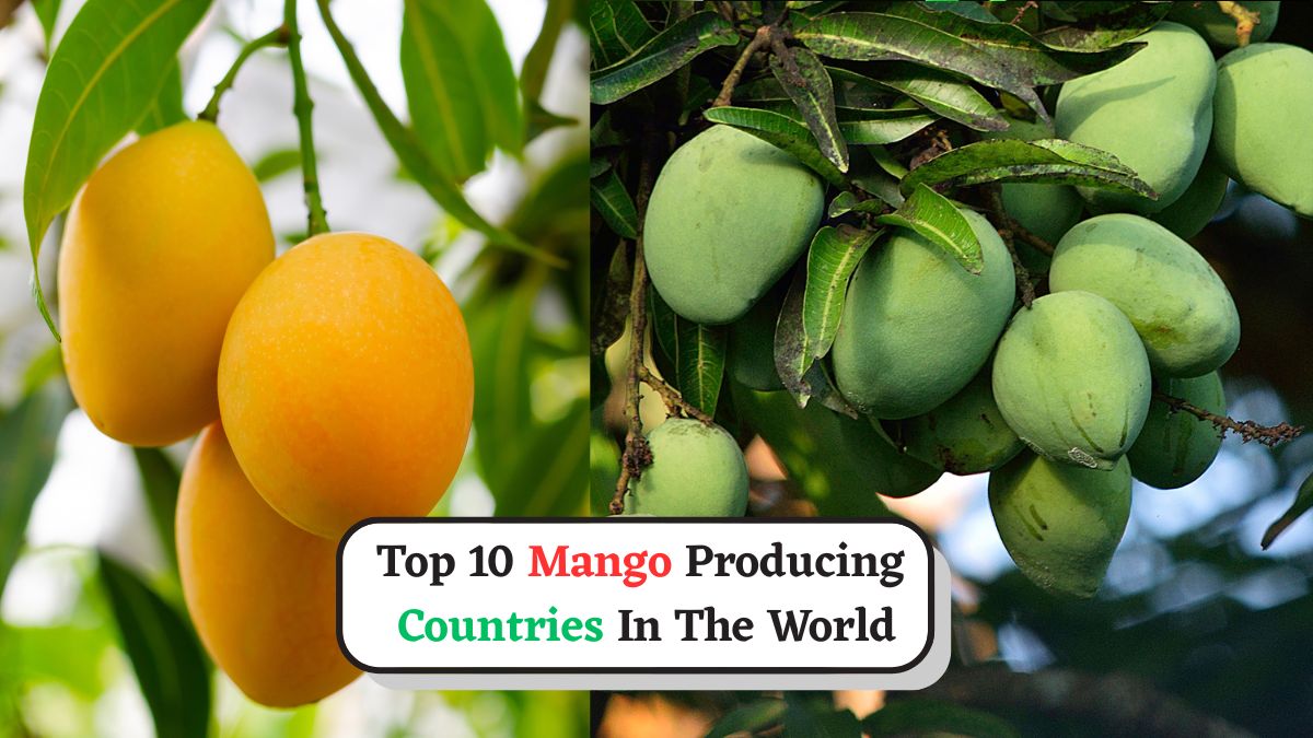 Top 10 Mango Producing Countries In The World: India, China, Pakistan ...