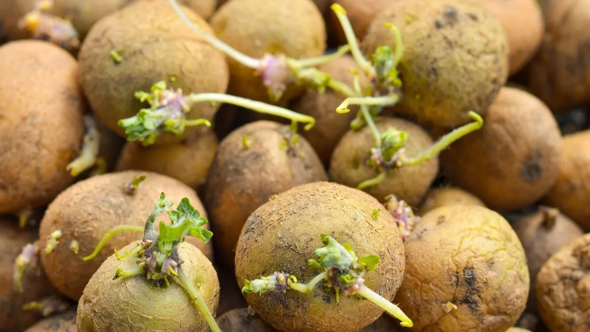 Why Should You Never Eat Sprouted Potatoes? Health Risks You Shouldn't ...