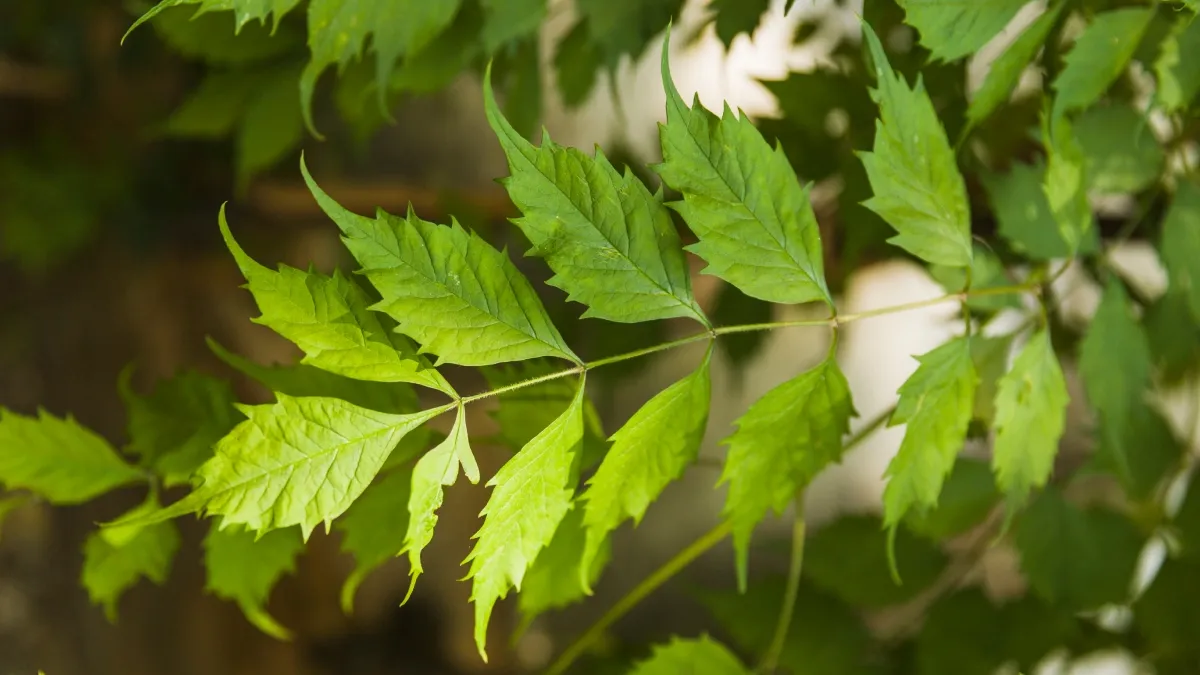 5 Practical Household Uses Of Neem Leaves That You Need To Try