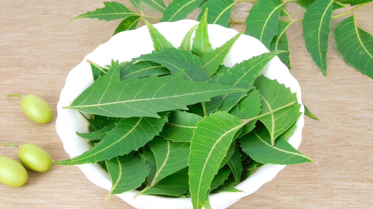 5 Practical Household Uses Of Neem Leaves That You Need To Try