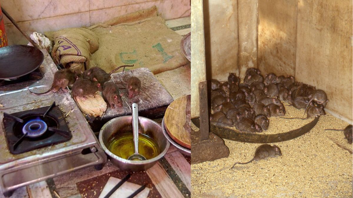 PM Modi Visits Karni Mata Temple In Rajasthan; Know Interesting Facts ...