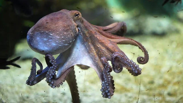 Google Googly Of The Day: Do You Know What’s The Colour Of An Octopus ...