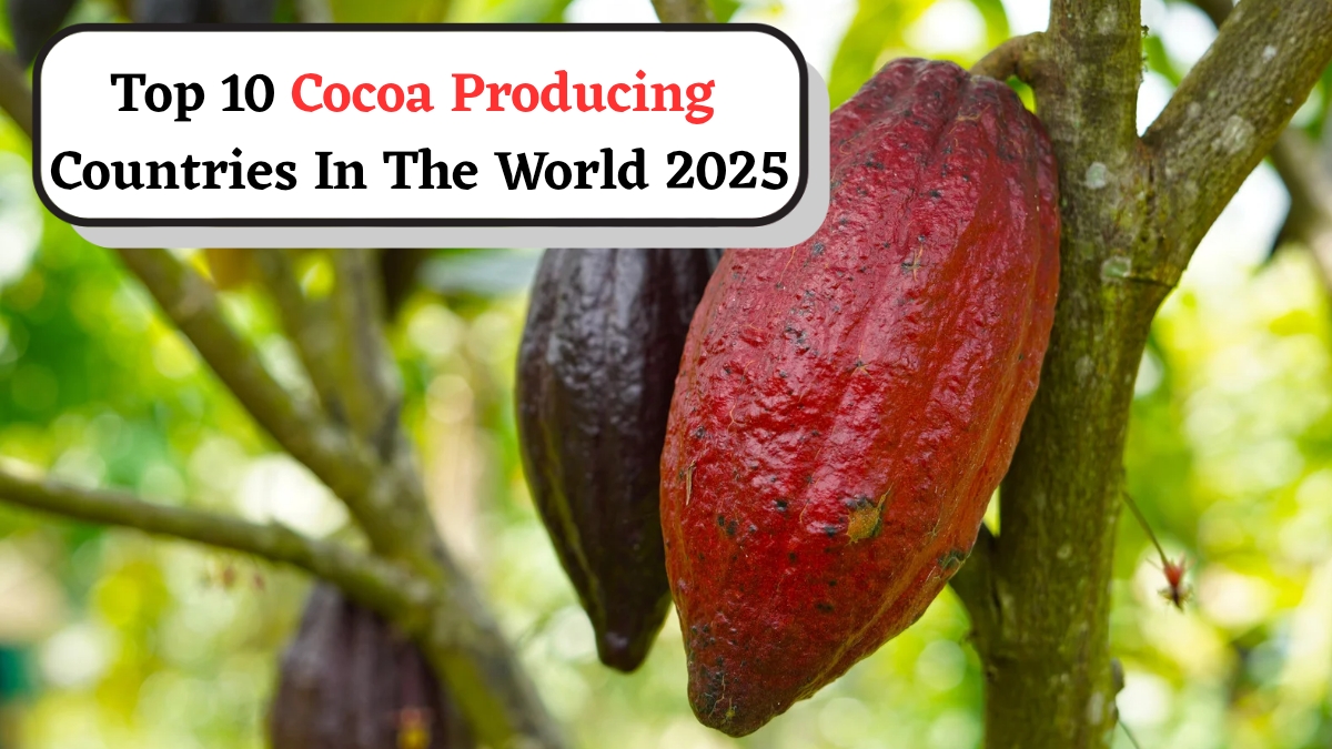 Top 10 Cocoa Producing Countries In The World 2025: Which Countries Feeding the Chocolate Industry