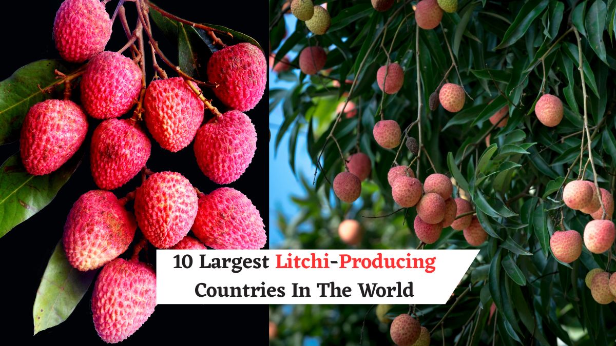 List Of 10 Largest Litchi- Producing Countries In The World: China ...