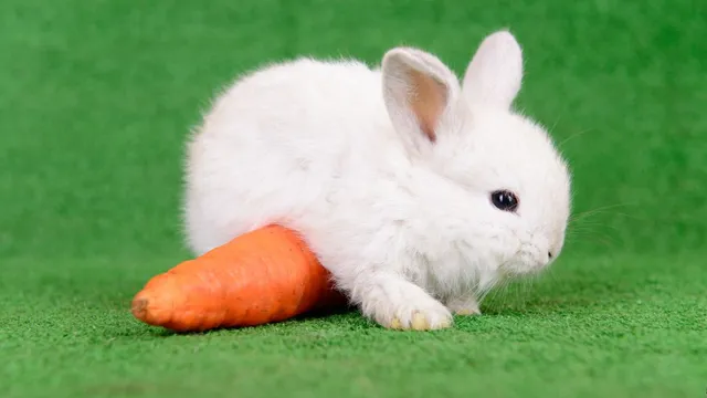Today's Google Googly: What Is A Rabbit’s Favourite Food?