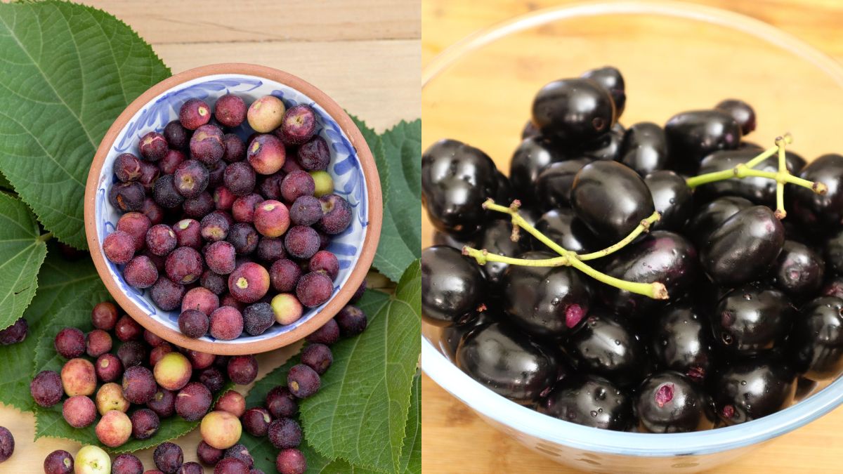 Phalsa vs Jamun: Which Indian Berry Is The Best Choice To Consume In ...