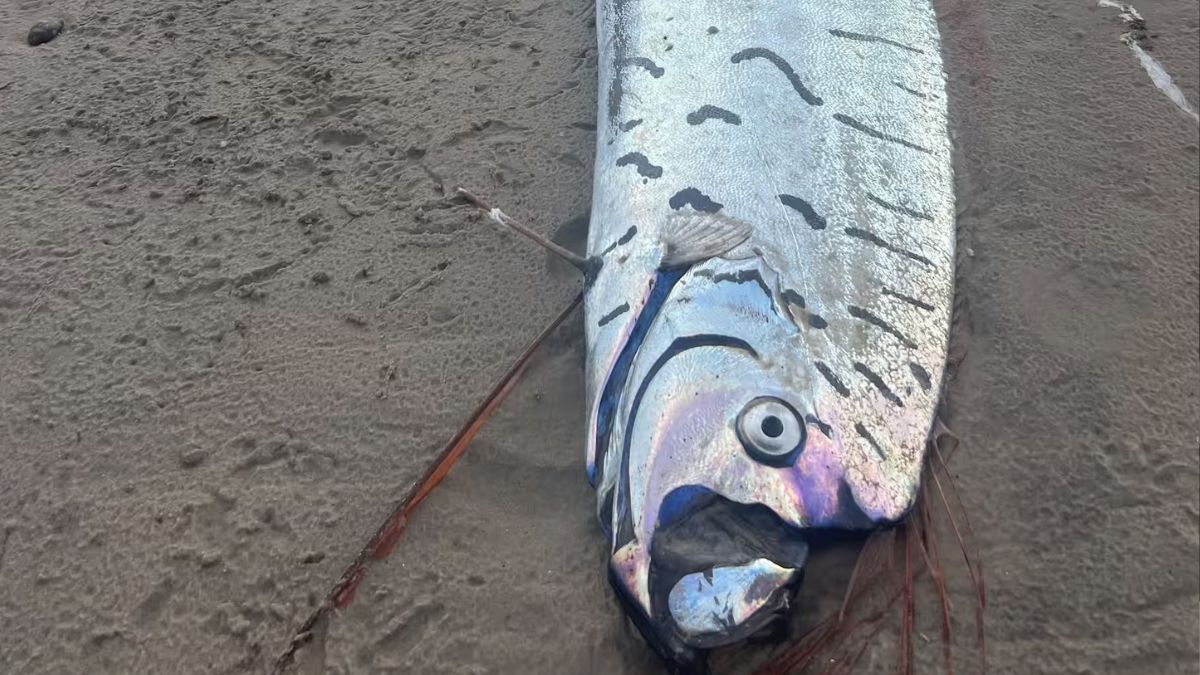 Mysterious ‘Doomsday’ Fish Appears In Australia, Fuels Superstition Of ...