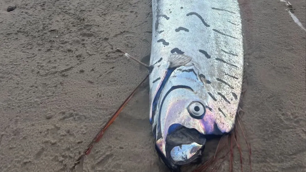 Mysterious ‘Doomsday’ Fish Appears In Australia, Fuels Superstition Of Earthquakes, Natural ...