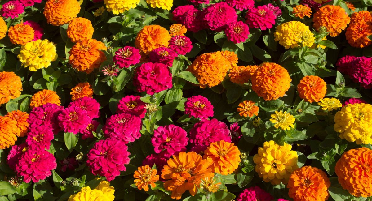 Bihar Government Launches Marigold Flower Development Scheme To Boost ...
