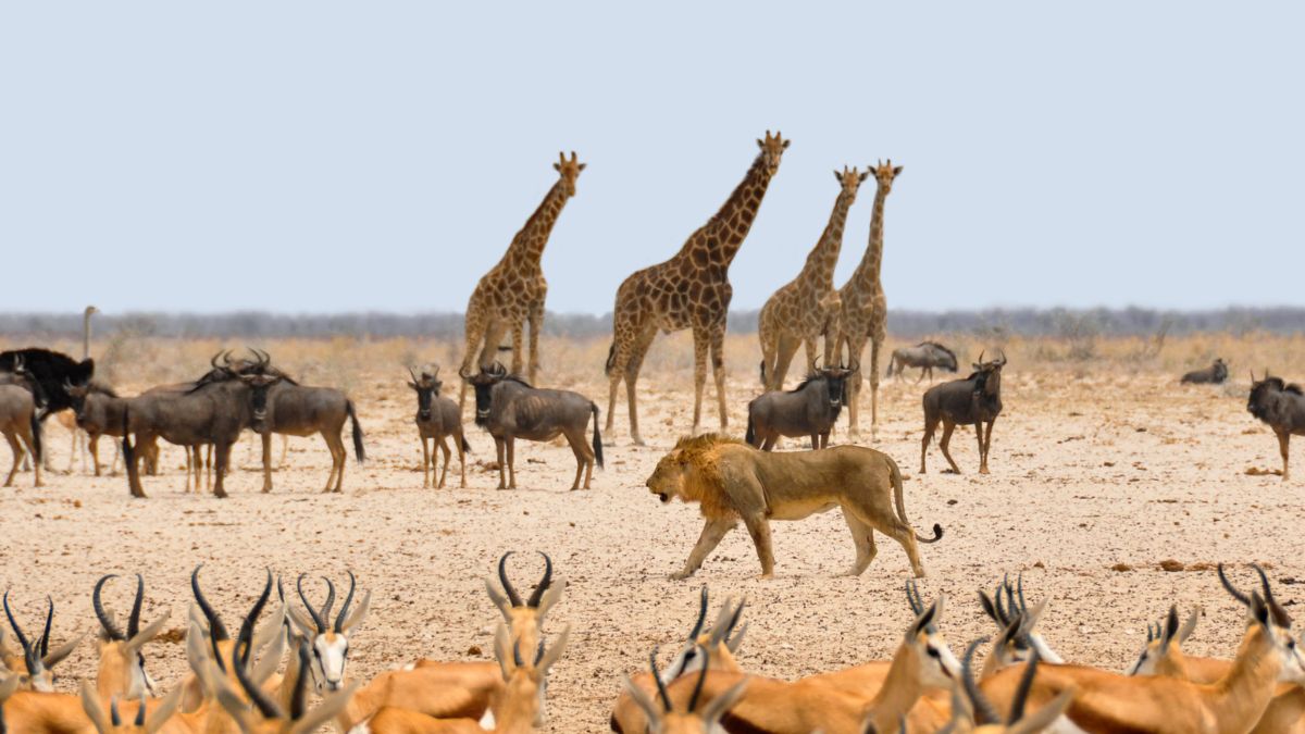 50+ Fun What Am I? Animal Riddles For Kids: Guess The Animal