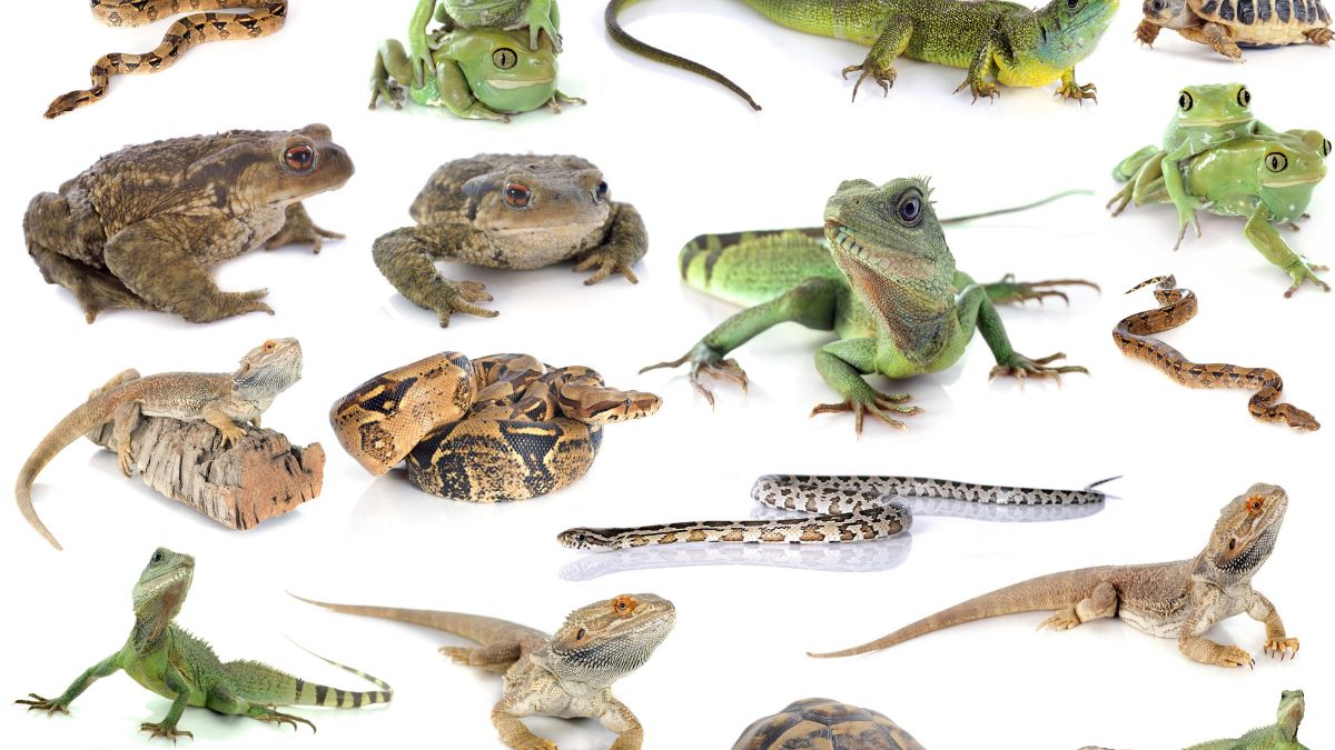 50+ Fun What Am I? Animal Riddles For Kids: Guess The Animal