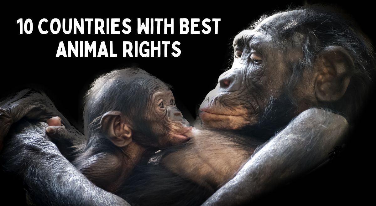 List Of Top 10 Countries With Best Animal Rights In The World: Know ...