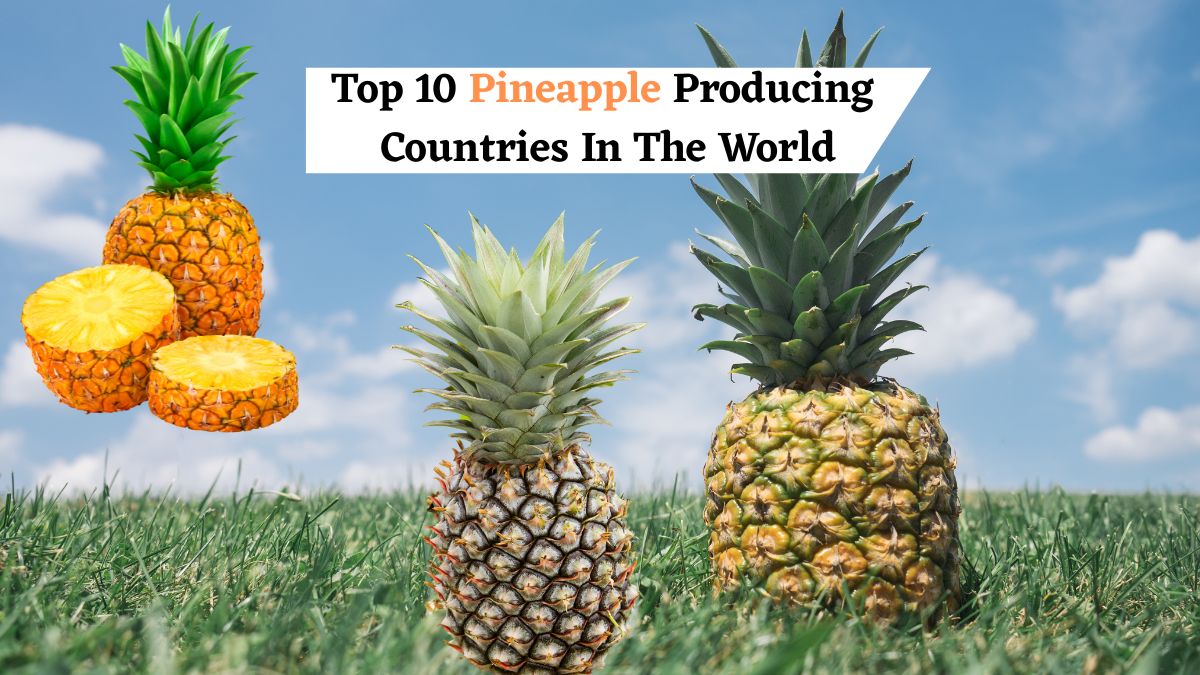 Top 10 Pineapple Producing Countries In The World: Know Its Incredible ...