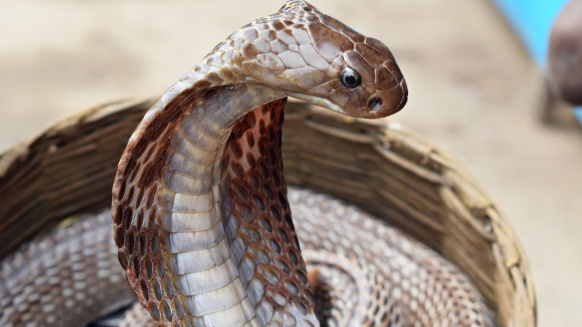 Mount Everest Now Home To King Cobras? Scientists Call It Disaster Signal