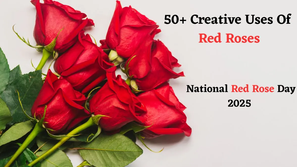 50+ Creative Uses Of Red Roses To Know On National Red Rose Day 2025