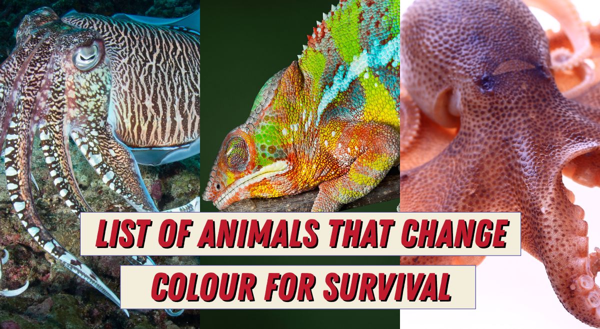 Do You Know Some Animals Change Colour For Survival? It's Not Just ...