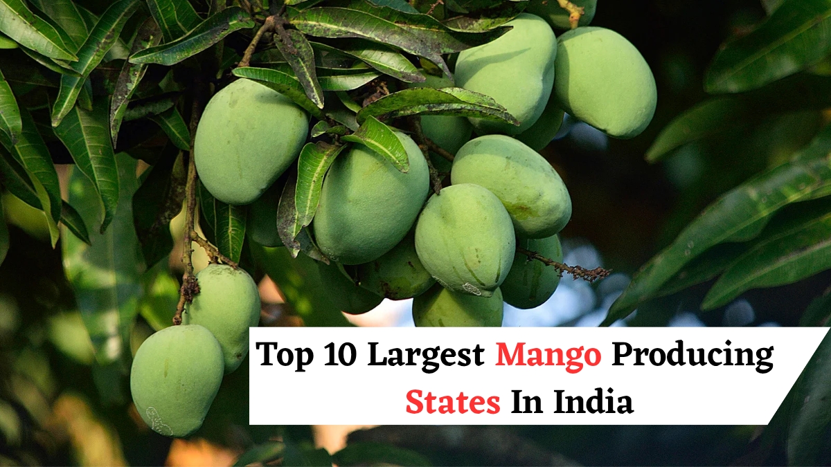What Are The Top 10 Largest Mango Producing States In India? Check ...