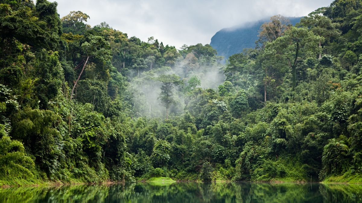 World Rainforest Day 2025: 50+ Inspiring Quotes And Messages To Protect ...