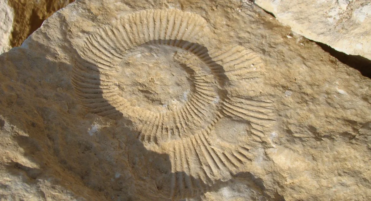 UNESCO Acknowledges UP’s Salkhan Fossil Park In Tentative World ...