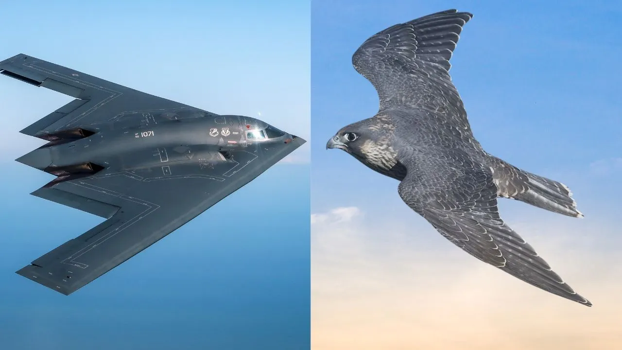 Iran-Israel War: B2 Bomber Design Is Inspired by Falcon Bird, Gets Beds ...