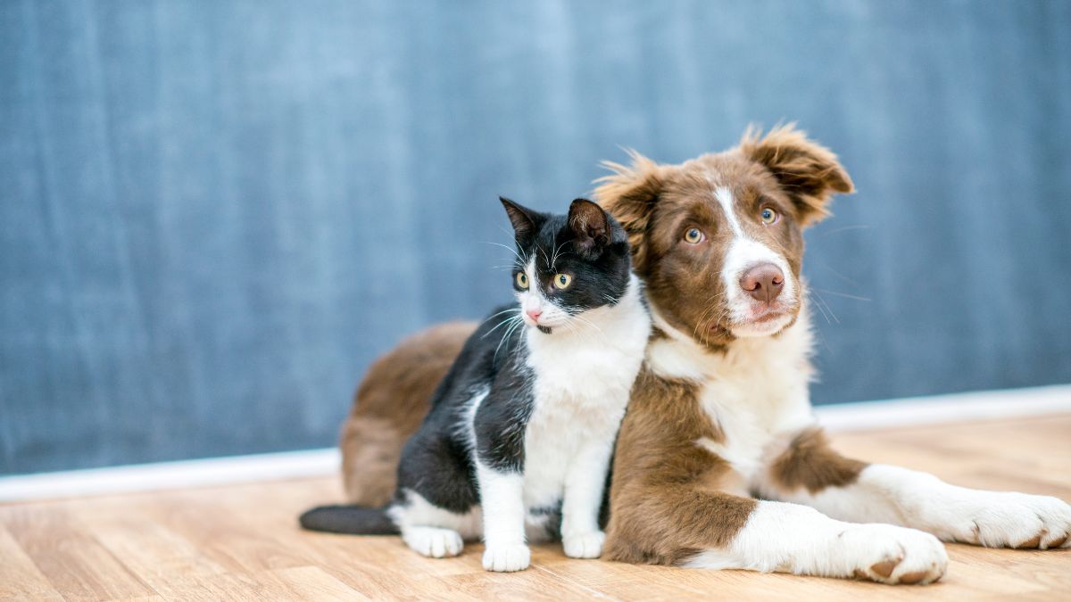 Top 10 Countries With Most Pet Owners In 2025: Japan Now Officially Has ...