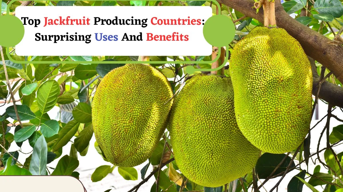 Which Are The Top Jackfruit Producing Countries In The World? Know Its Surprising Uses And ...