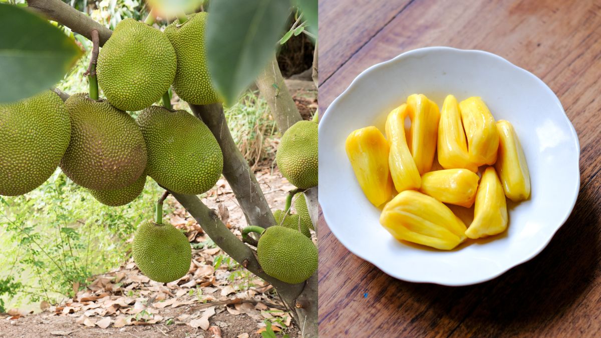 Which Are The Top Jackfruit Producing Countries In The World? Know Its Surprising Uses And ...