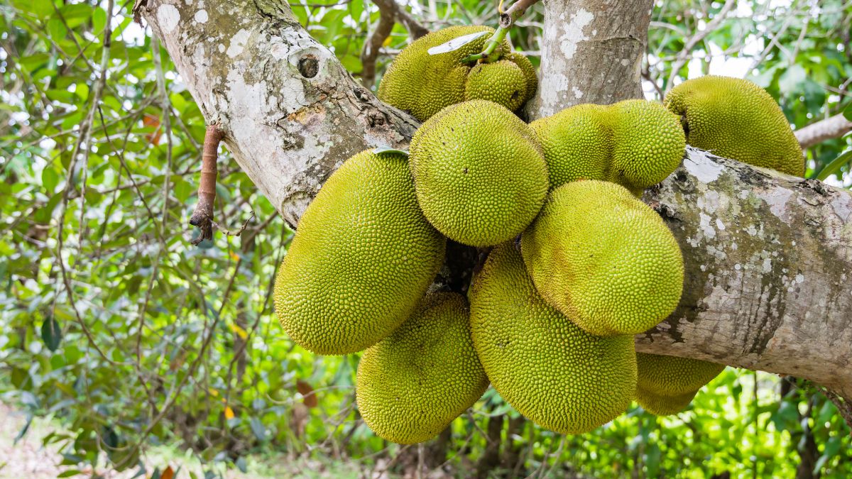 Which Are The Top Jackfruit Producing Countries In The World? Know Its Surprising Uses And ...