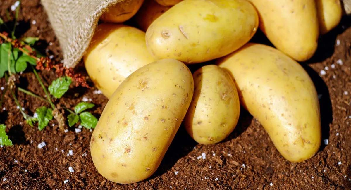 UP Gets Major Boost In Agri Sector With International Potato Centre In ...