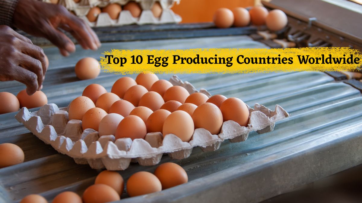 Which Are The Top 10 Egg Producing Countries In The World?