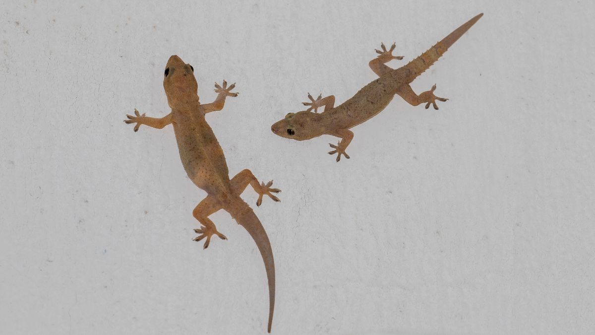 How To Naturally Keep Lizards Away From Home Without Killing Them?