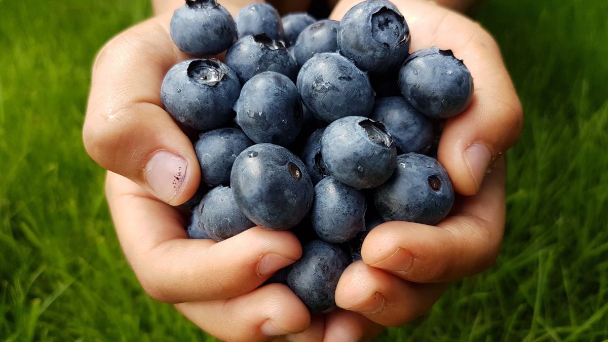 30+ Surprising Blueberry Facts You Didn’t Know – Celebrate Blueberry ...