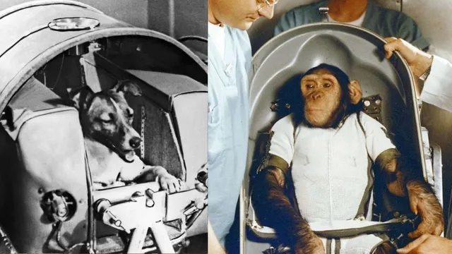 Who Went To Space Before Humans? A Look At Animals That Made Modern ...