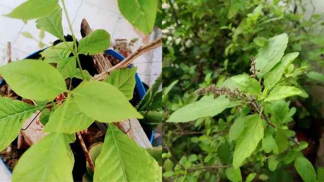 Which 5 Auspicious Plants Should You Grow This Sawan 2025 To Attract ...
