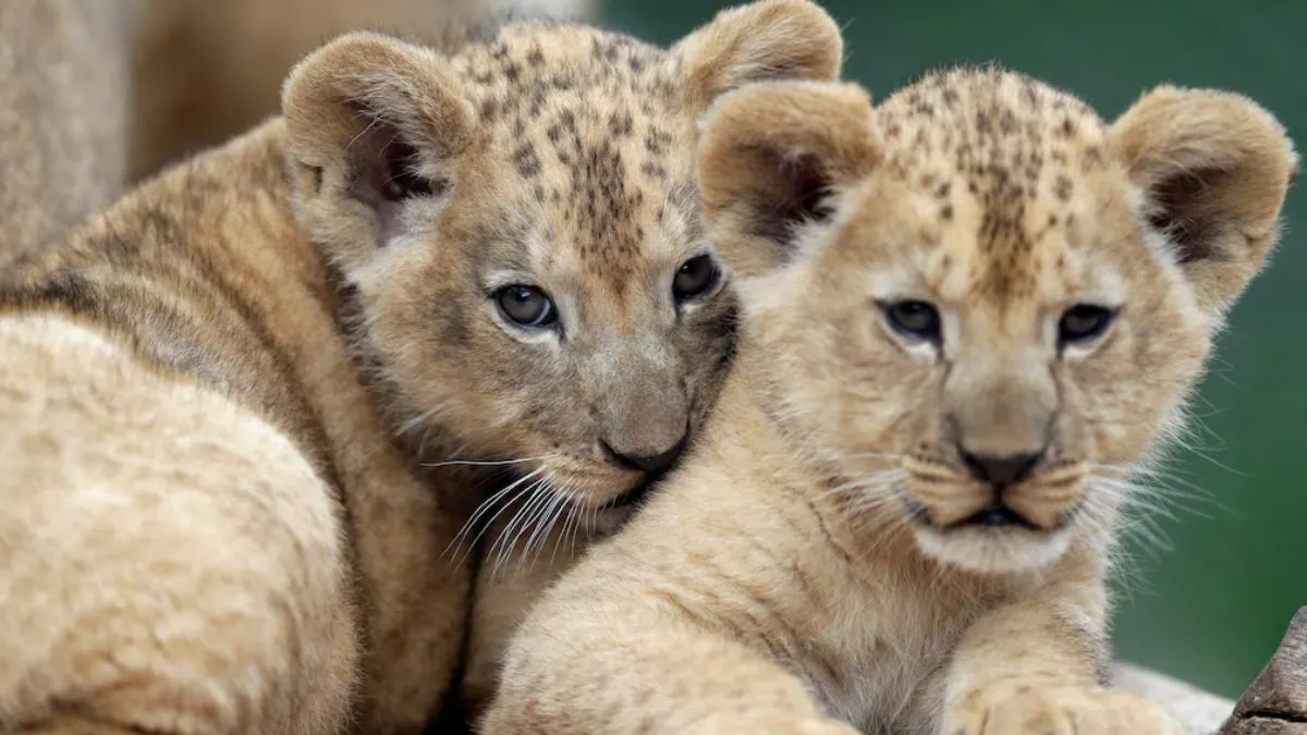 Sip Tea, Hug a Lion Cub: Inside China’s Controversial Restaurant ...