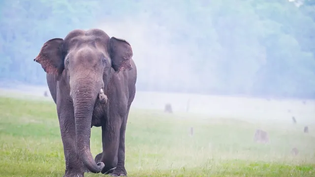 Bengal: 3 Elephants, Including Two Calves Run Over By Express Train In ...