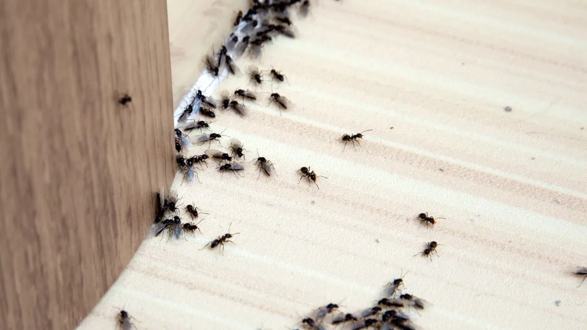 How To Repel Insects Naturally During The Rainy Season? 6 Easy Home ...