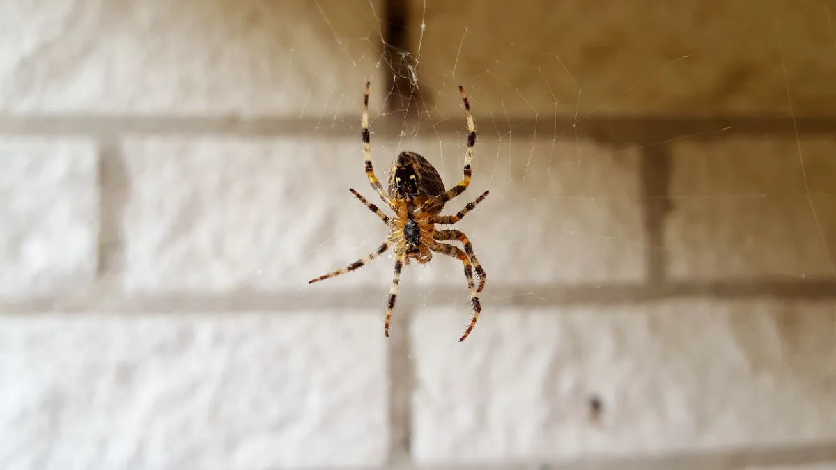 Tired Of Spiders Creeping Inside Home? Try These 7 Natural Remedies ...
