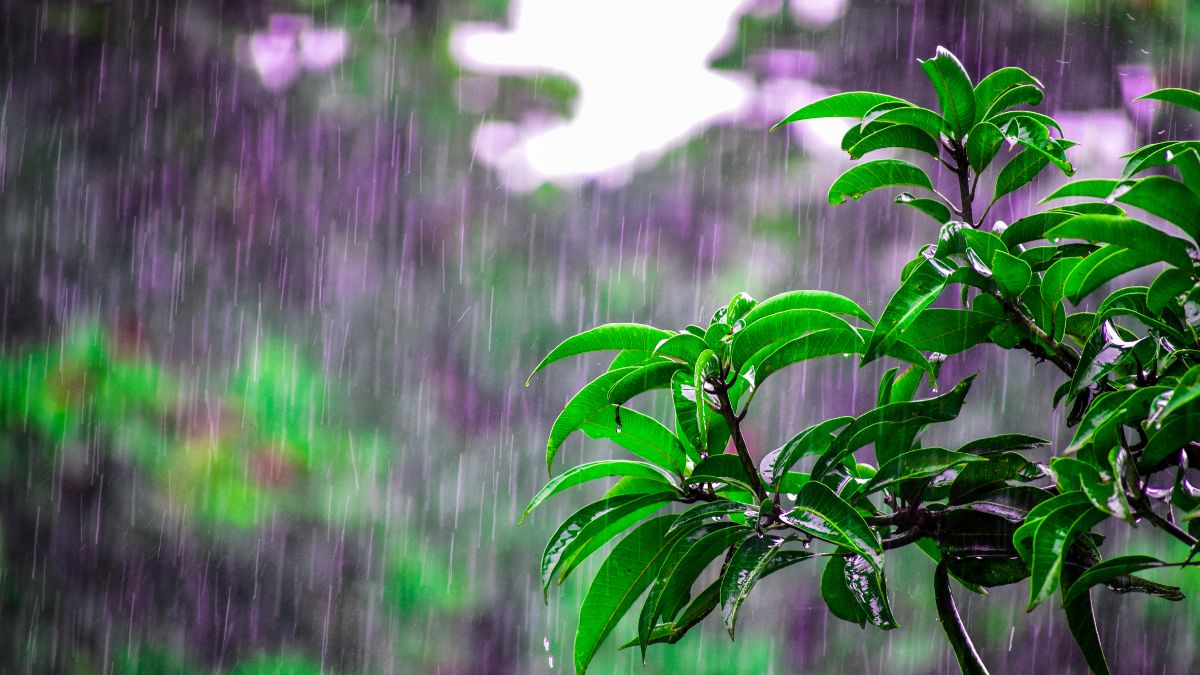 40+ Monsoon Safety And Travel Tips Before Stepping Out In The Rainy Season